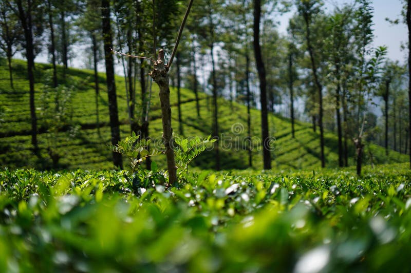 Field of green tea stock photo. Image of agriculture - 363981480