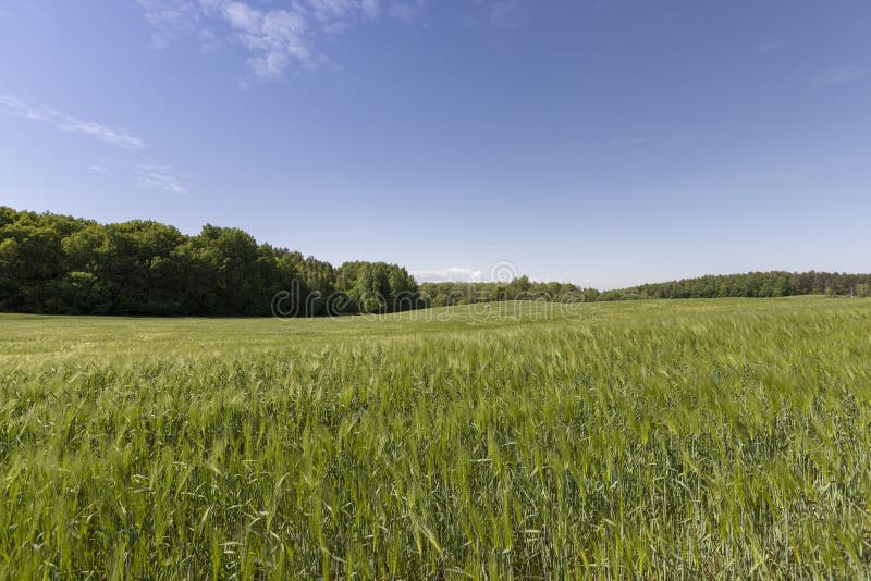 A Field with Green Unripe Barley in Spring in Windy Weather Stock Image ...