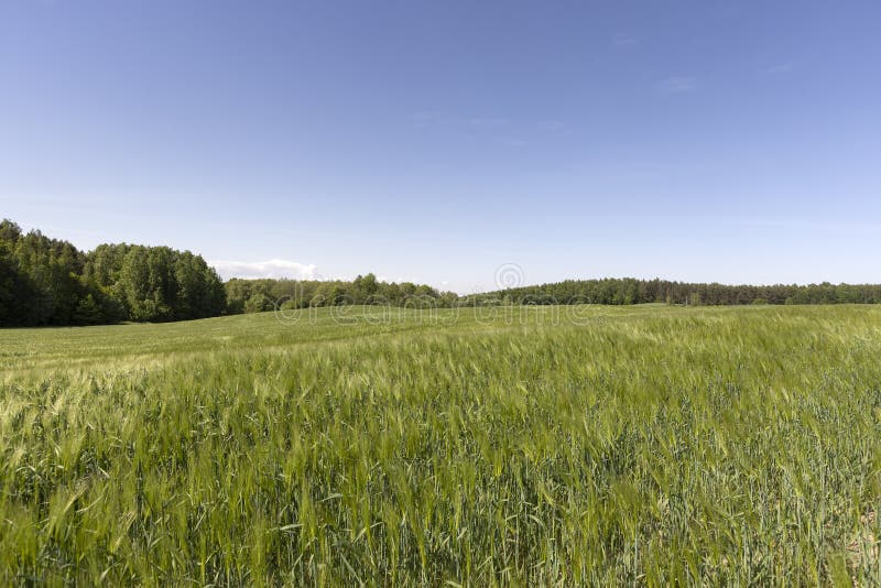 A Field with Green Unripe Barley in Spring in Windy Weather Stock Image ...
