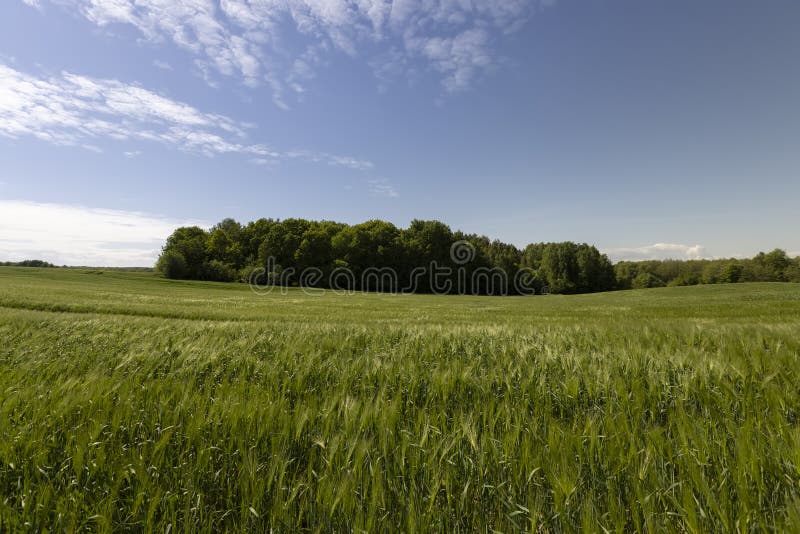 A Field with Green Unripe Barley in Spring in Windy Weather Stock Photo ...