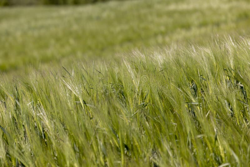 A Field with Green Unripe Barley in Spring in Windy Weather Stock Image ...
