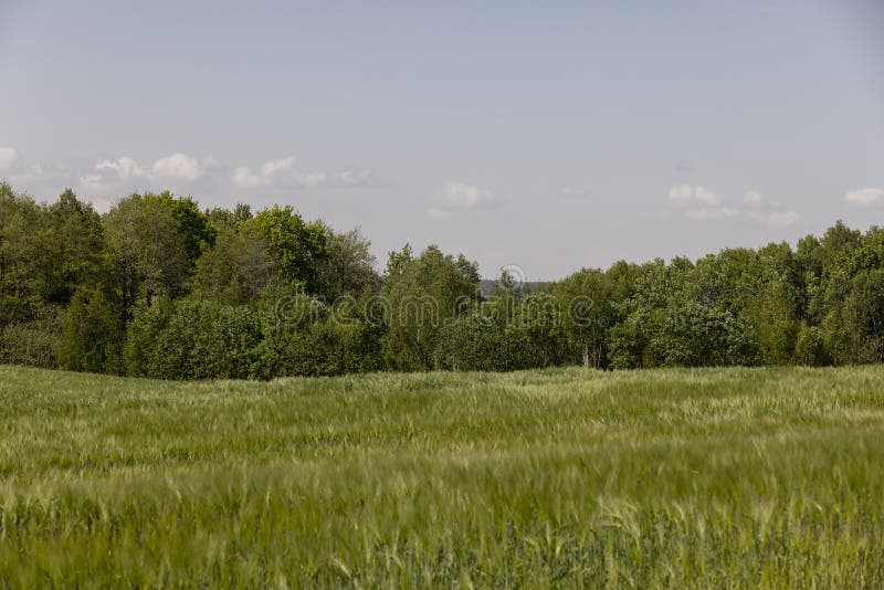 A Field with Green Unripe Barley in Spring in Windy Weather Stock Image ...