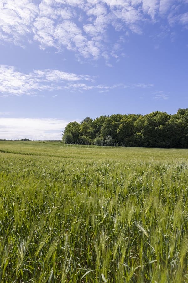 A Field with Green Unripe Barley in Spring in Windy Weather Stock Image ...