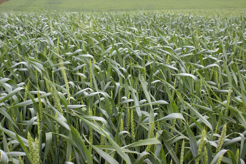 Field of Green Wheat. Bread Field. Stock Photo - Image of straw ...