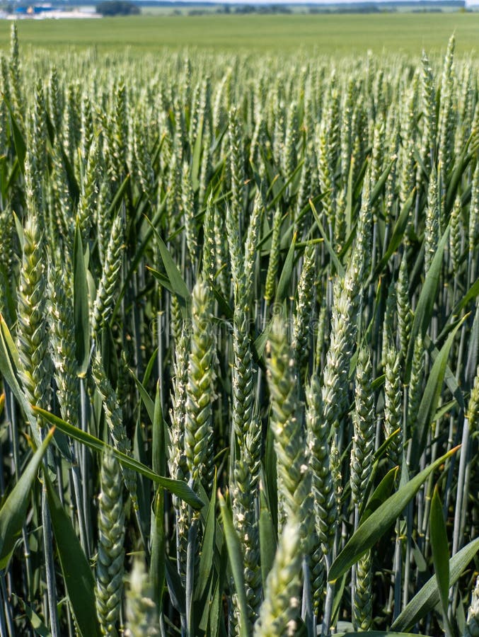 A Field of Green Wheat in the Middle of a Field Stock Photo - Image of ...