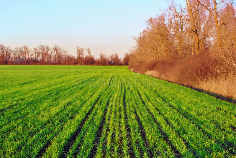 Field of Green Wheat Rye Rows on the Edge of Trees Line, Blue Sky Stock ...