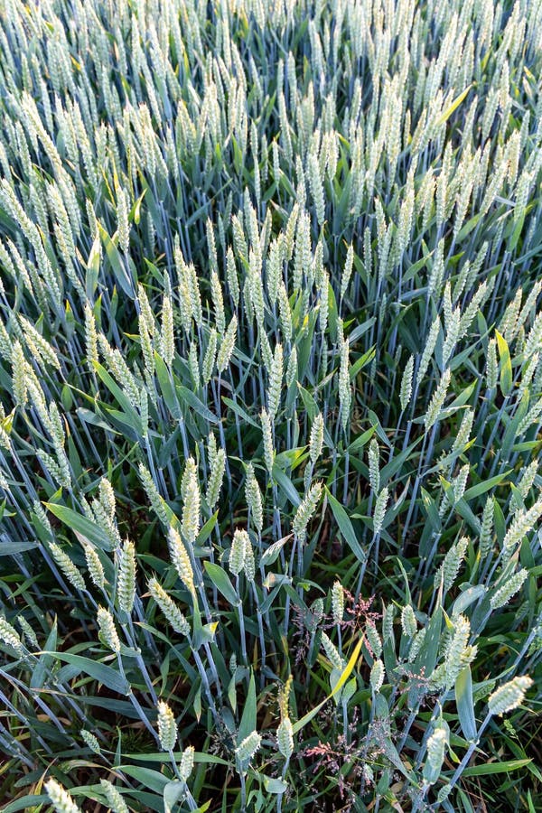 Field of Green Wheat Top View Stock Image - Image of agriculture ...