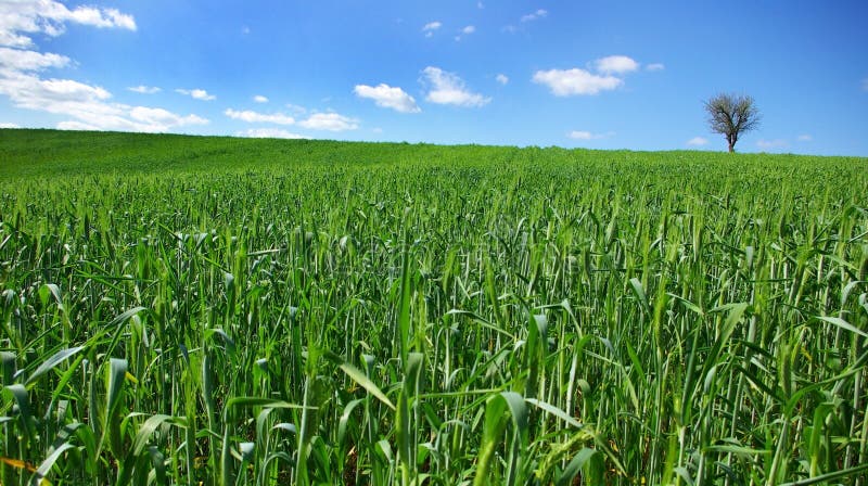 Field of Green Wheat with Tree. Stock Photo - Image of landscape ...