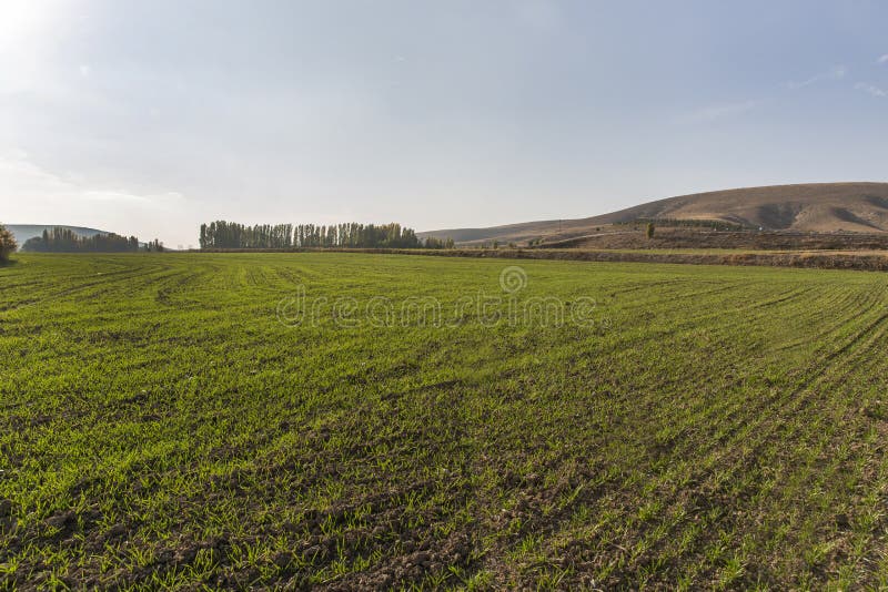 Greenery Planted on the Shoulder of the Road To Beautify the Road ...