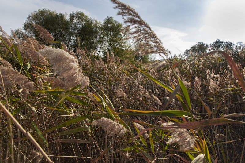 Greenery Planted on the Shoulder of the Road To Beautify the Road ...