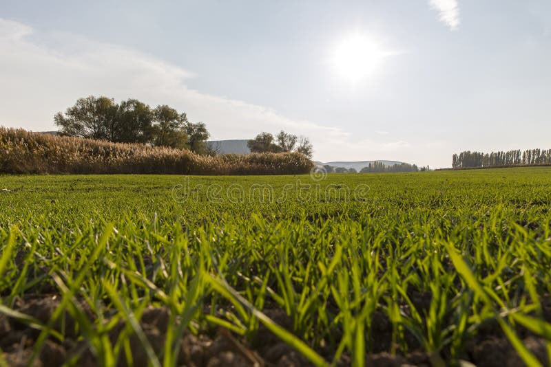 Greenery Planted on the Shoulder of the Road To Beautify the Road Stock ...
