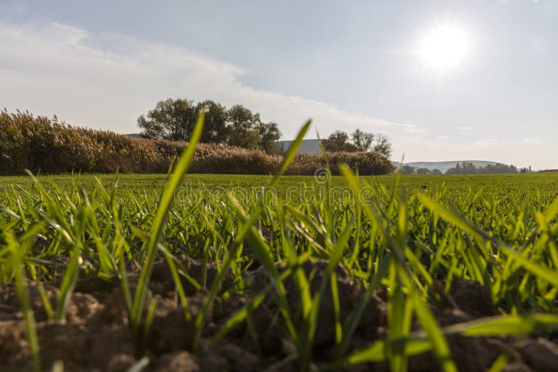 Greenery Planted on the Shoulder of the Road To Beautify the Road Stock ...