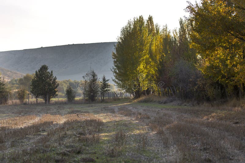 Greenery Planted on the Shoulder of the Road To Beautify the Road ...