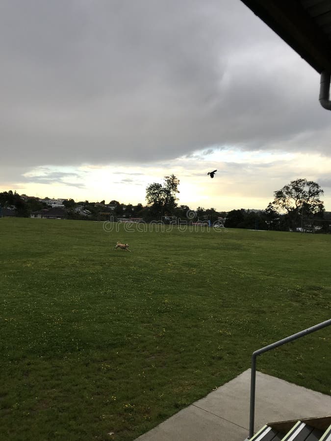 Field stock photo. Image of nature, grey, field, grass - 143021614