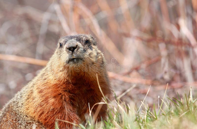Ground hog stock photo. Image of rodent, animal, ground - 22530828