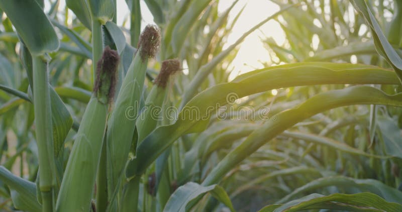 Field with Growing Bushes of Corn from the Inside. Stock Video - Video ...