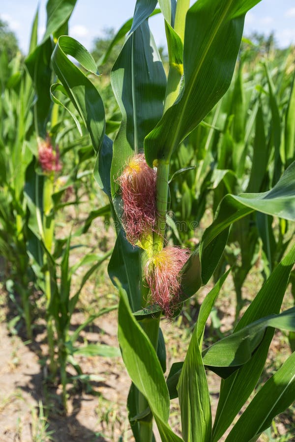 A Field of Growing Corn with Full Ears Growing on the Stalks Stock ...