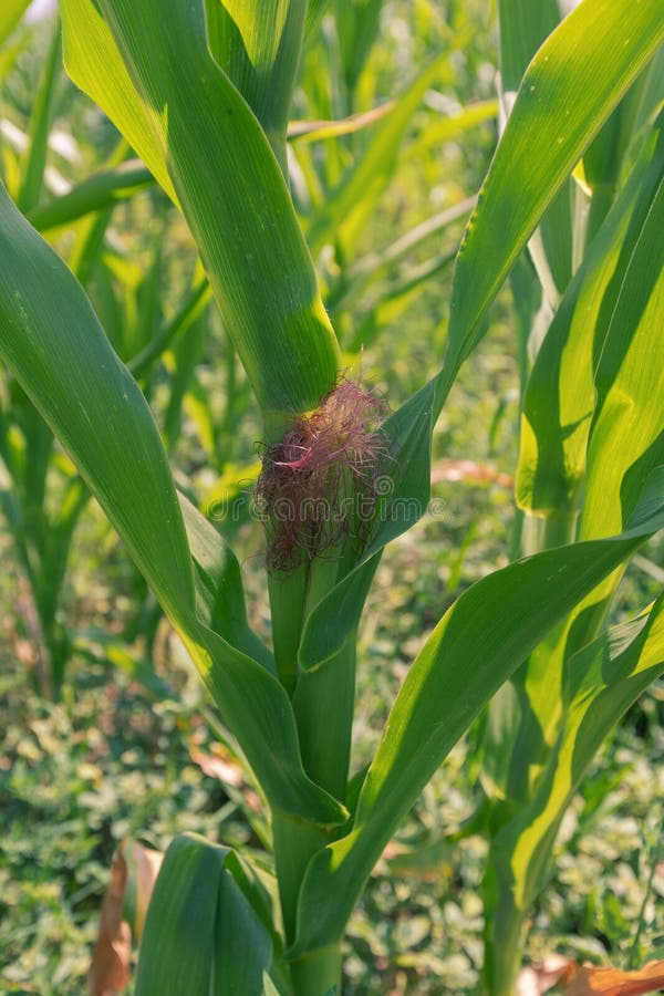 A Field of Growing Corn with Full Ears Growing on the Stalks Stock ...