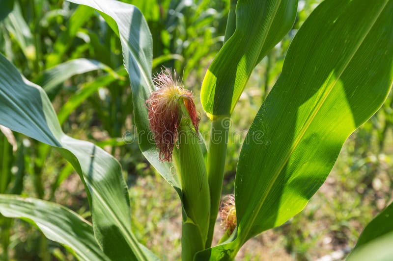 A Field of Growing Corn with Full Ears Growing on the Stalks Stock ...