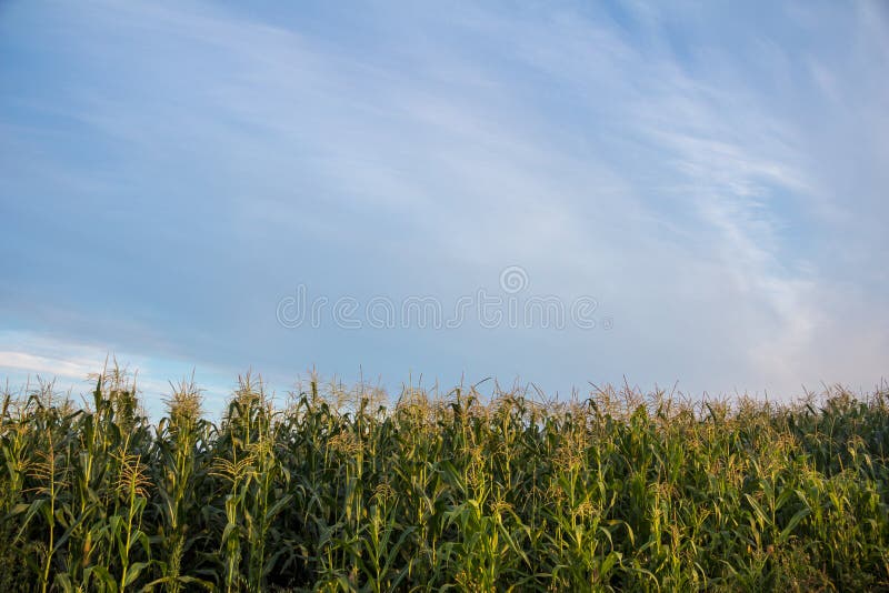 Corn field and bright sky. stock photo. Image of meadow - 125155542