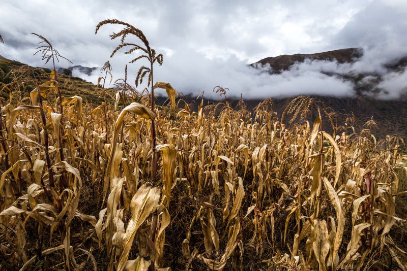 Peru, Maize Producing Country, Dry Corn Grains and Peruvian Banknote of ...