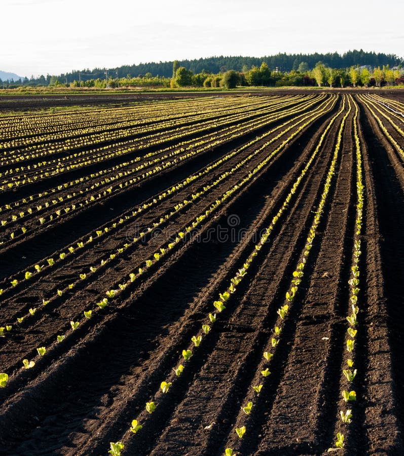 Field for growing stock photo. Image of summertime, green - 55048432