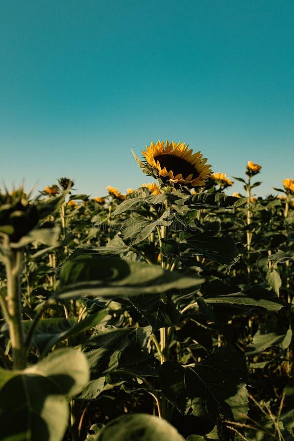 Field with Growing Sunflowers Stock Image - Image of stem, environment ...