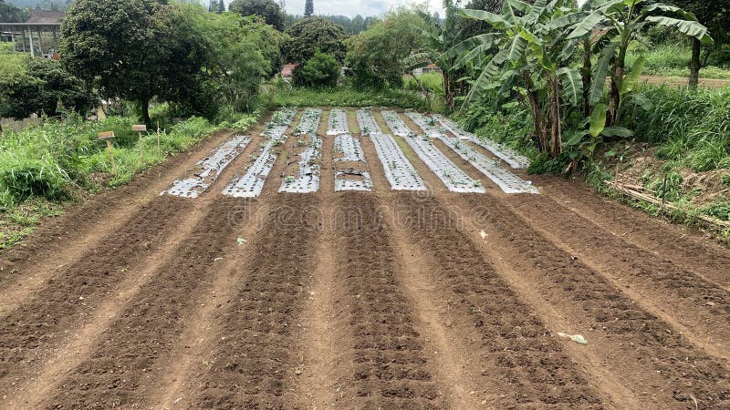 A Field for Growing Vegetables and Fruit in a Village Stock Image ...
