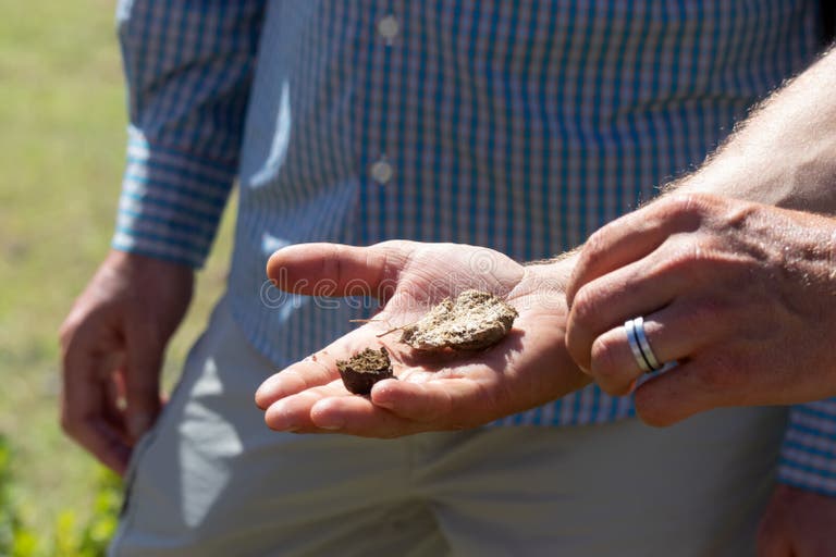 Field guide dung showing stock photo. Image of giraffe - 301335588