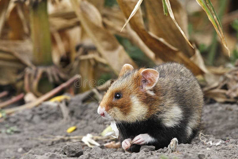 European Hamster Against White Background Stock Image - Image of copy ...