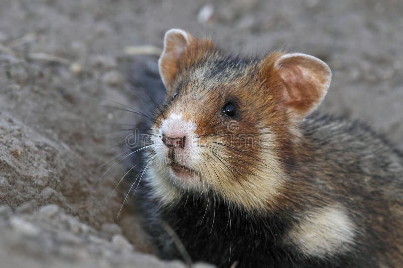 European hamster stock photo. Image of omnivorous, mice - 41803792