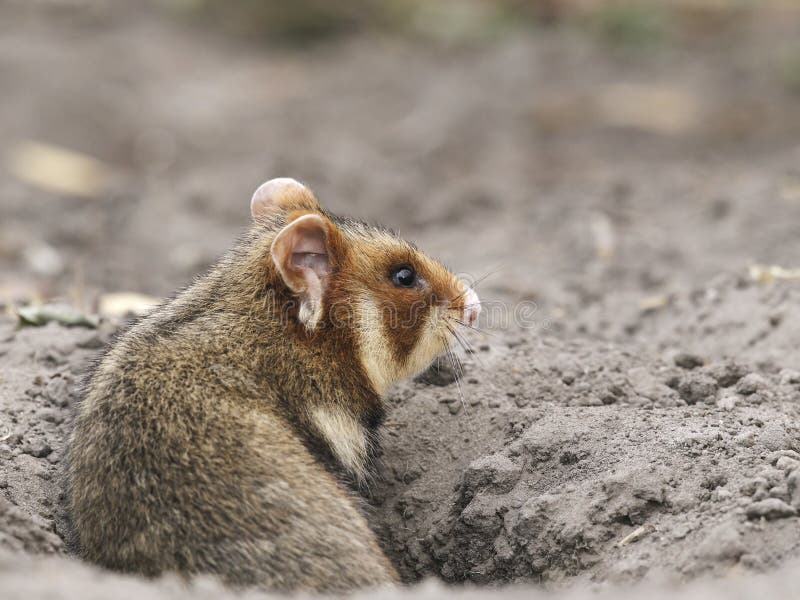 Field hamster portrait stock photo. Image of animal, burrow - 47310818