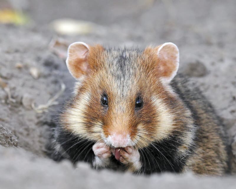 Field hamster portrait stock photo. Image of animal, burrow - 47310818