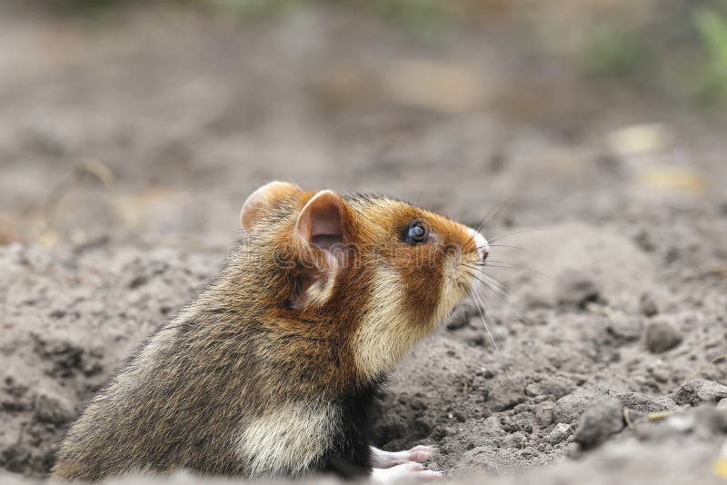 Field hamster profile stock image. Image of cornfield - 47311093