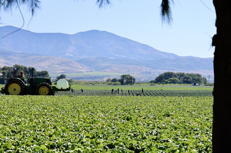 Field Hands Harvesting the Crop of Lettuce Stock Image - Image of ...