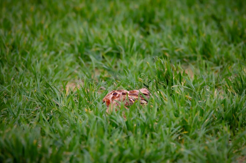 Field Hare (Lepus Europaeus) in Bird Park Kosteliska Near Dubnany ...