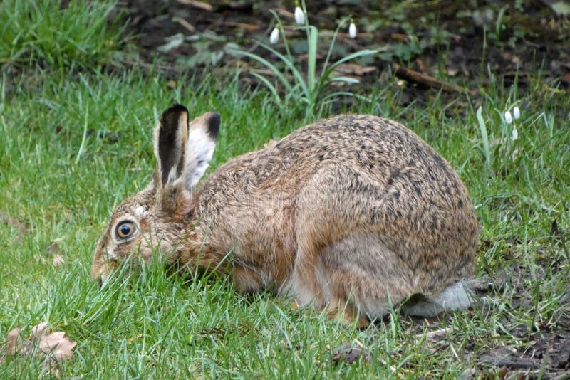Field Hare, Master Lamp in March Stock Photo - Image of grazing, bread ...