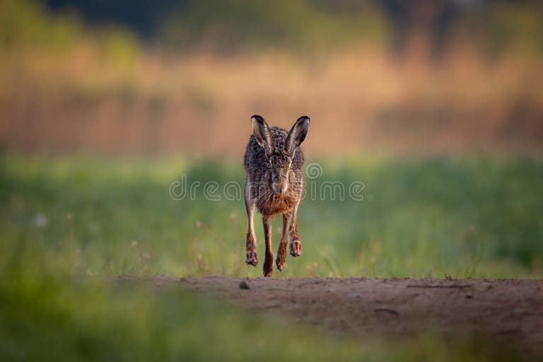1,637 Running Hare Stock Photos - Free & Royalty-Free Stock Photos from ...
