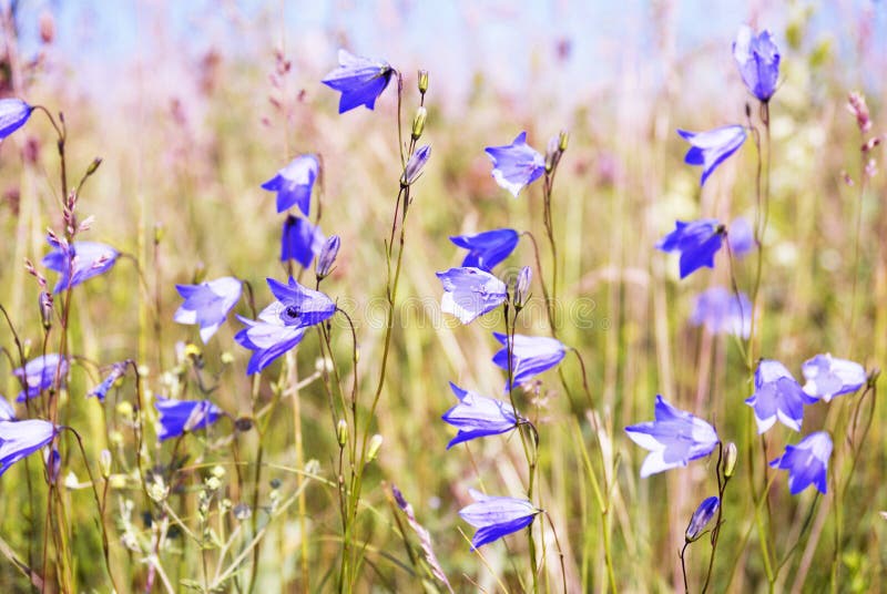 Field of Harebell in the Springtime Stock Photo - Image of plant, happy ...
