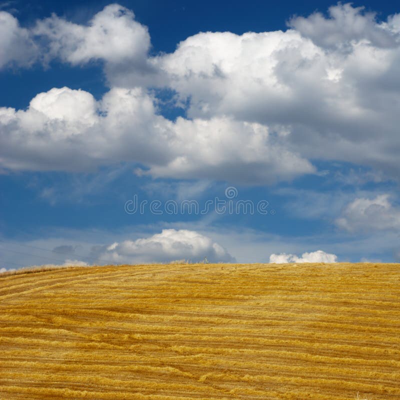 Harvest Field. stock photo. Image of color, golden, lines - 217164