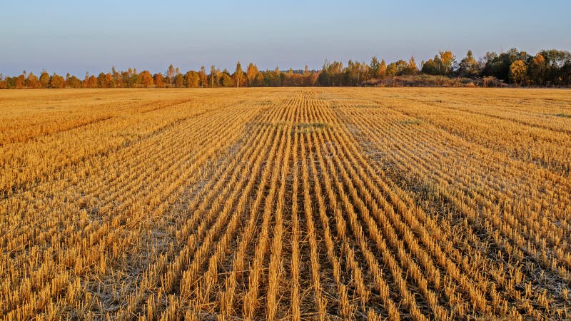 Field after harvest. stock image. Image of season, brown - 50288017