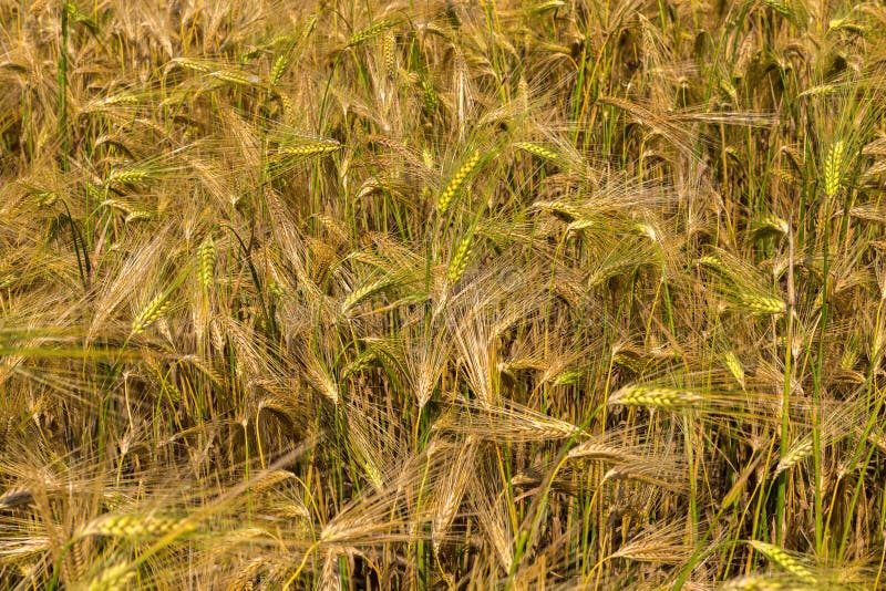 Field with harvest rye. stock image. Image of blow, closeup - 74939151