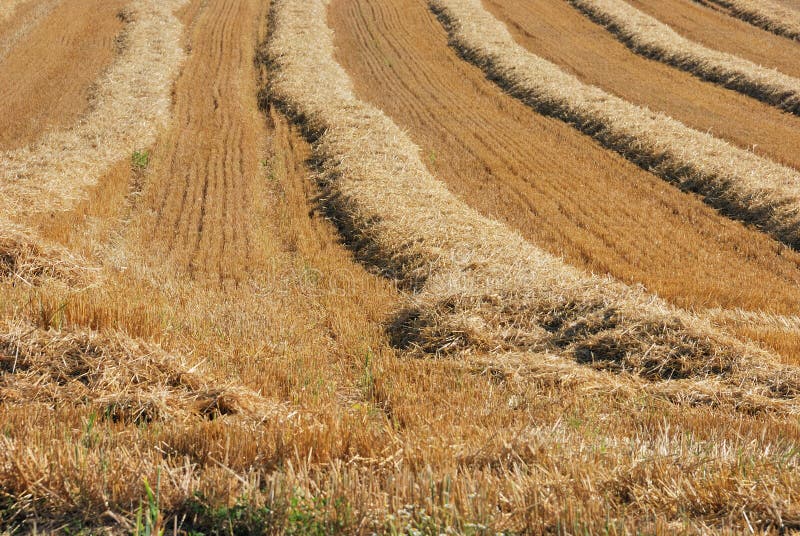 Field after harvest stock photo. Image of meadow, harvest - 161848884