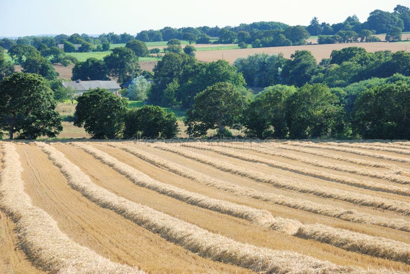 Field after harvest stock image. Image of straw, crop - 161848919