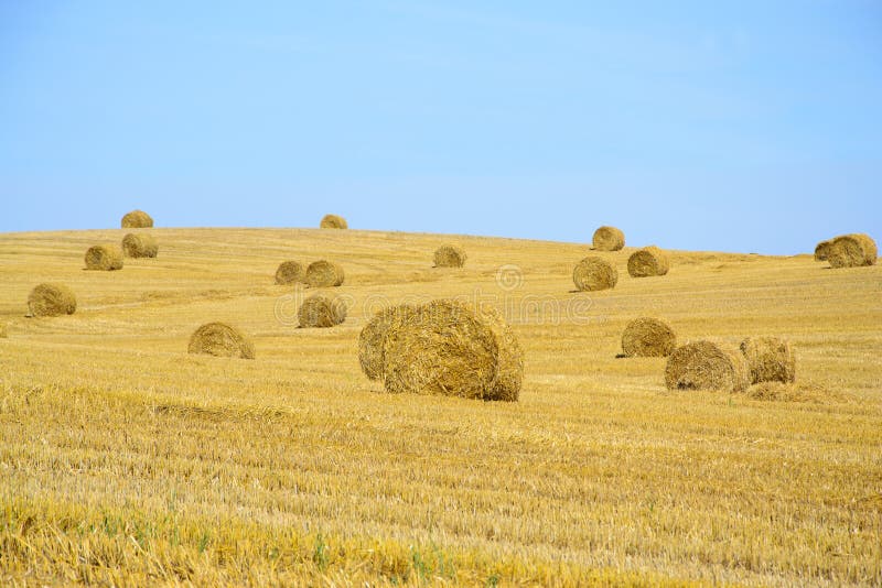 Field after Harvest Straw stock photo. Image of nature - 58256834