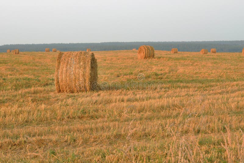 Field after harvest stock image. Image of landscape, grassland - 43632685