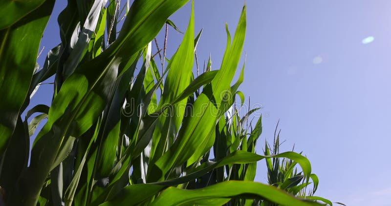 A Field with a Harvest of Unripe Green Corn Stock Footage - Video of ...