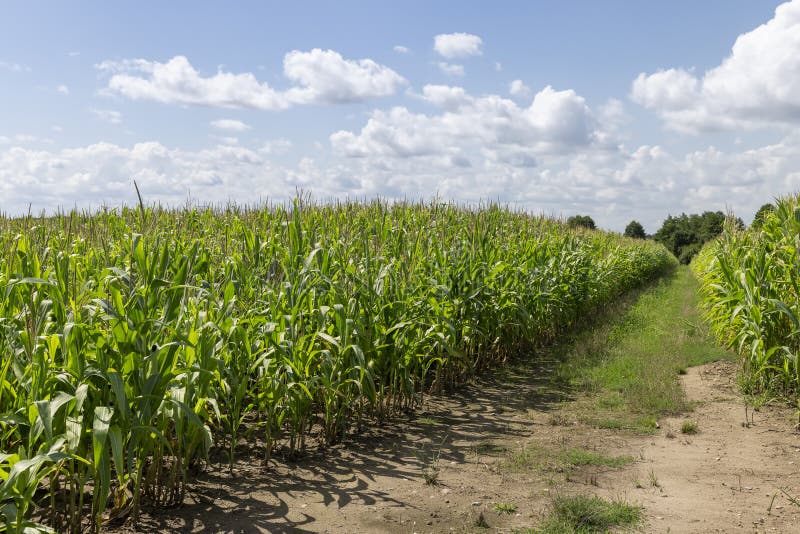 A Field for Harvesting Corn Grain Stock Image - Image of corn, road ...