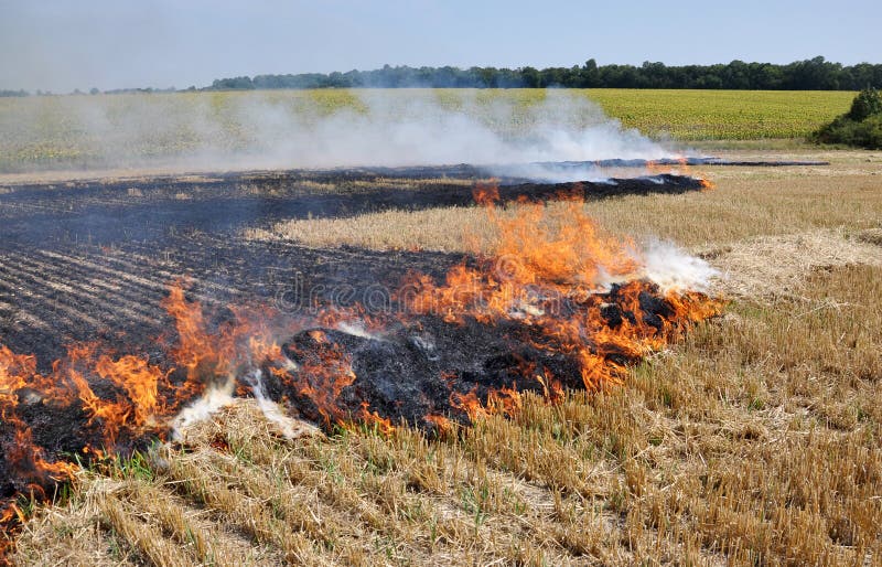 Burning Off Old Crops On A South African Farm Stock Image - Image of ...
