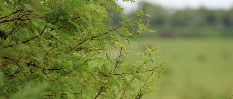 Field of Hawthorns and Hills on the Pampean Plain. Out of Focus Fields ...